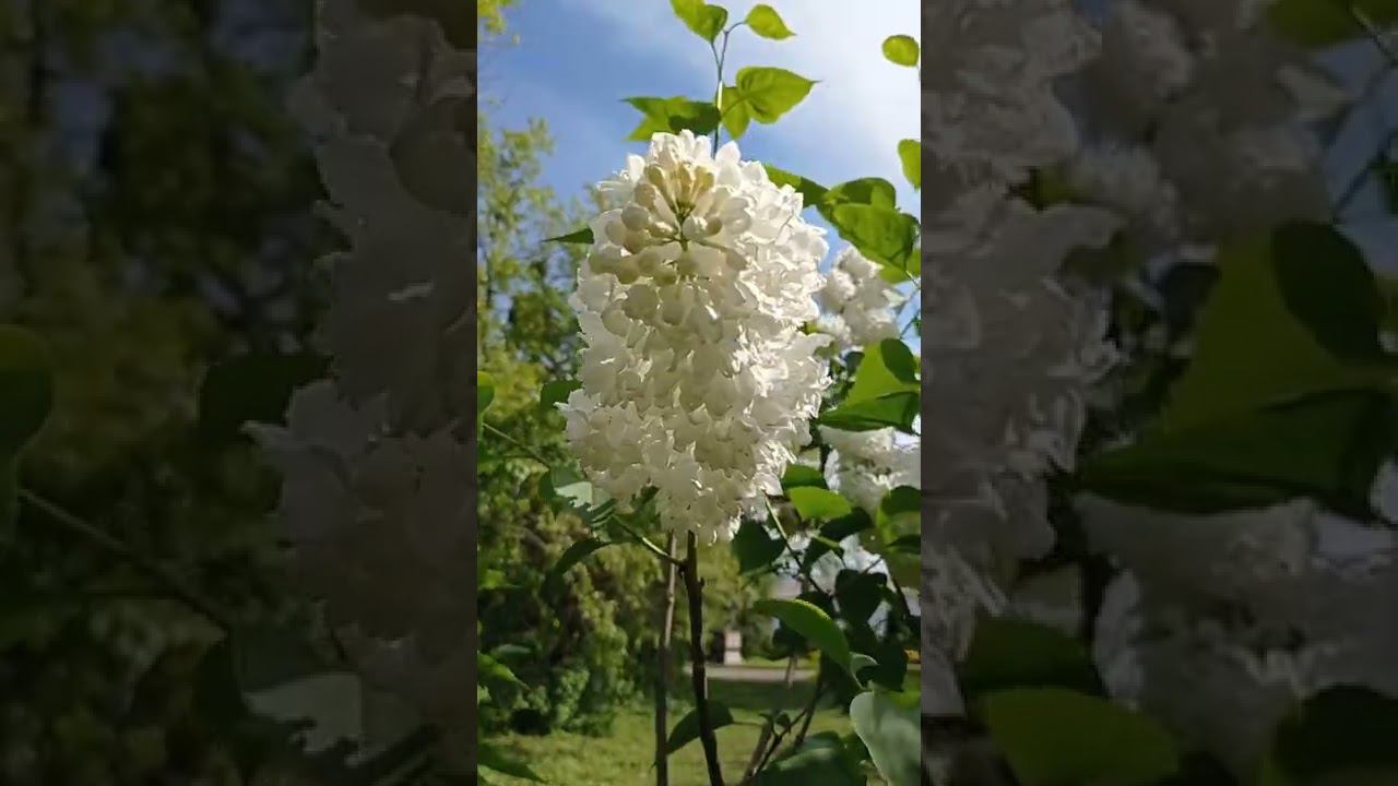 Белая сирень под пение птиц