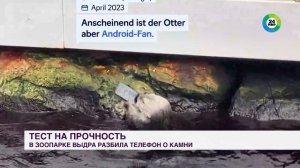 Выдра разбила смартфон посетительницы зоопарка в Лиссабоне