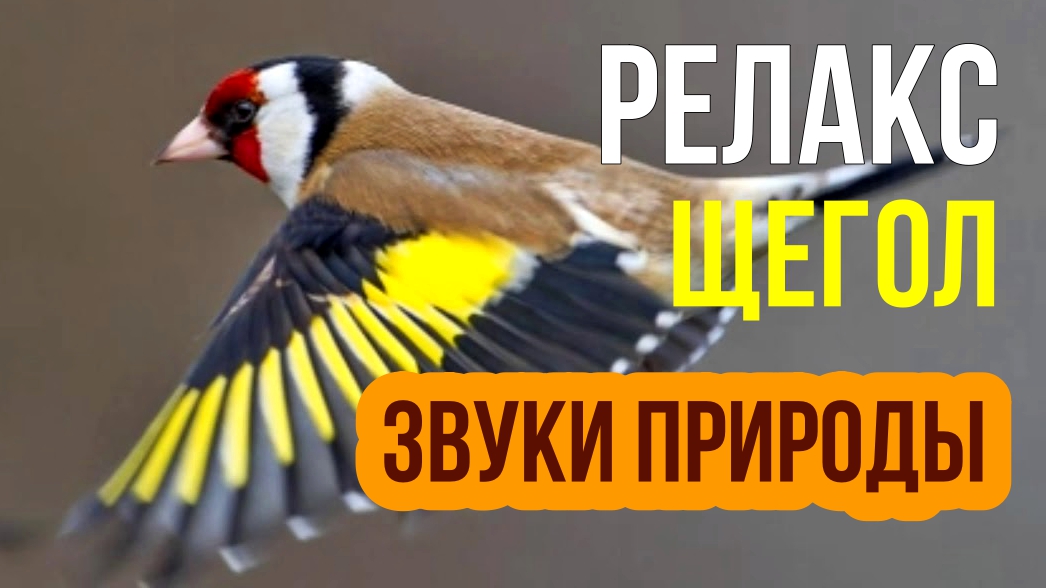 ЩЕГОЛ — ПЕНИЕ ПОД ЗВУКИ РУЧЬЯ В ЛЕСУ. УНИКАЛЬНЫЕ ЗВУКИ ПРИРОДЫ ДЛЯ РАСЛАБЛЕНИЯ!