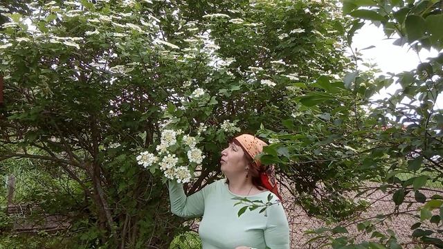 Калина. Аркадий Букетов. Перевод Галины Этэгэн. 1970 год, 21 июля