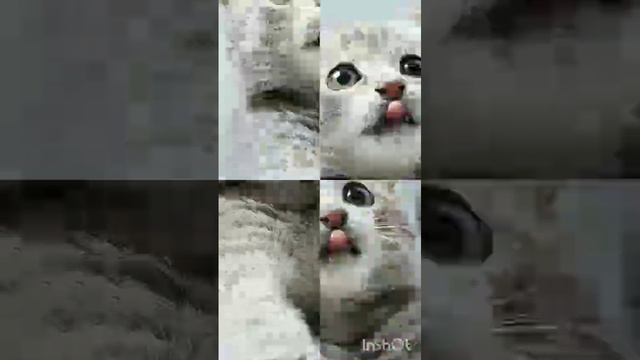 ♡котики♡
