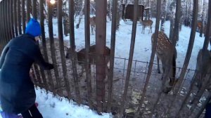 Оленяшки в Левково 2015