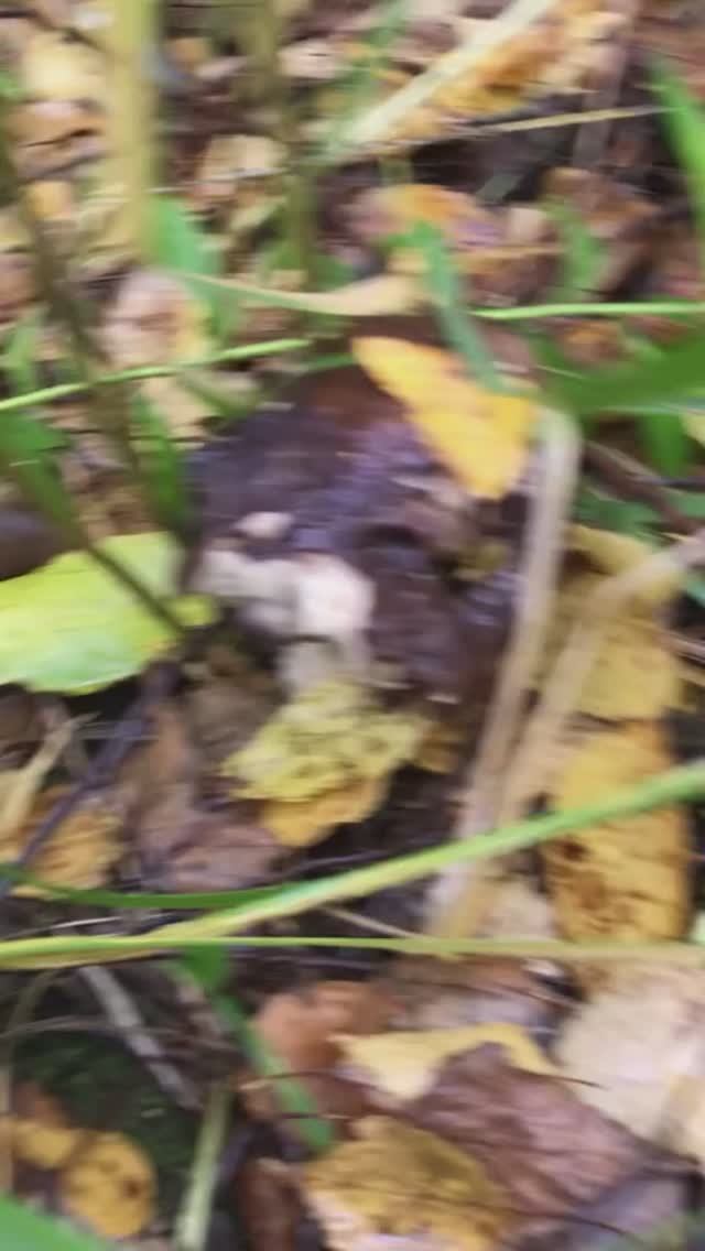 Подберёзовик с толстенной ножкой