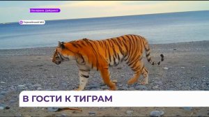 День тигра отметили в Сихотэ-Алинском заповеднике в Приморье