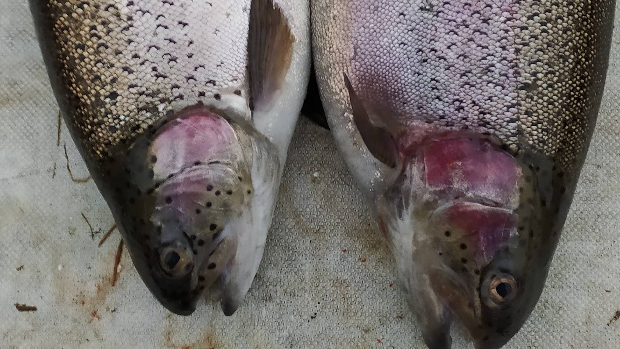 МИСАЙЛОВО TROUT.25 мая. форелька.mp4