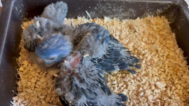 24 дня от рождения