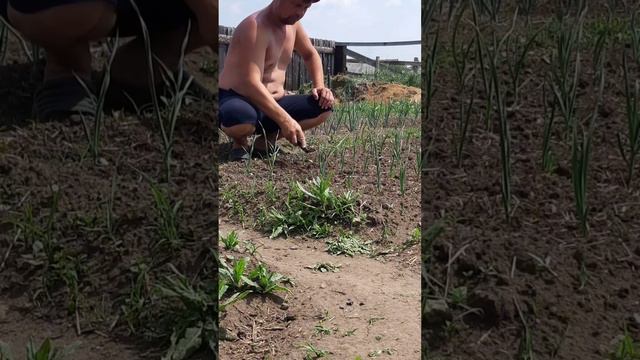 Колдую над чесноком. 
#деревня #деревенскаяжизнь #огород #сад #садовод #чеснок