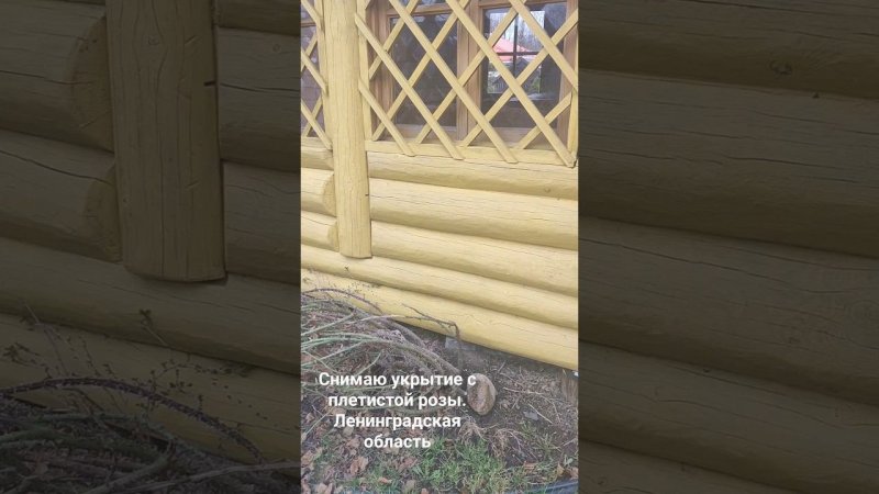 Снимаю укрытие с плетистой розы Джон Кэбот. Ленинградская область. #плетистыерозы #канадскиерозы