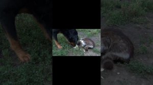 Кабачкоеды