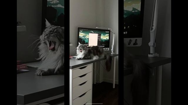 Охаё  #кот #коты #мейн #кун #мейнкуны #мейнкункотята #расслабление #спокойныевидео #asmr #animals