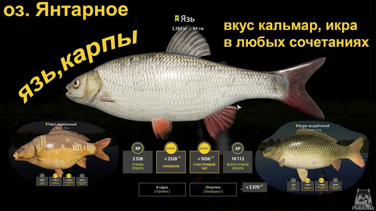 Русская рыбалка 4 / оз. Янтарное / Язь и карпы на любые сочетания бойлов со вкусом икры и кальмара