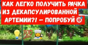 Мальки растут, как на дрожжах! Живые рачки из декапсулированной артемии-  эксперимент удался!