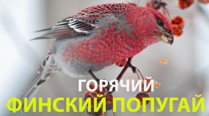 Дикие новости с Павлом Глазковым // Выпуск #35