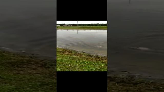 VID-20220620-WA0004.mp4