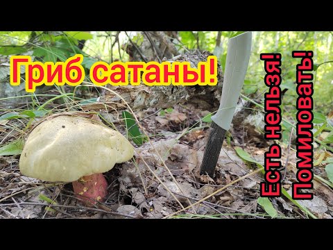 Сатанинский гриб. Ложный белый боровик
