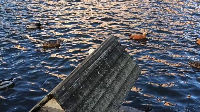 Лебедь и утки