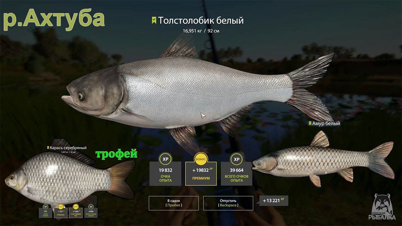 Русская рыбалка 4 / р. Ахтуба / Толстолобик белый, амур белый, карась (трофей) в подарок
