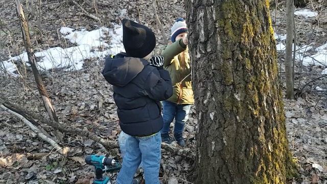 Березовый сок как пить и собирать из трубочки