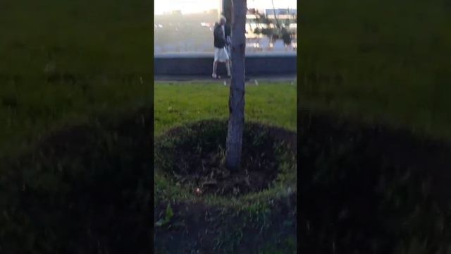 2.08 Питер приствольные круги для крупномеров как  делать правильно #дача #garden #сад #питер #спб