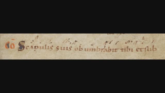Scapulis suis obumbrabit te