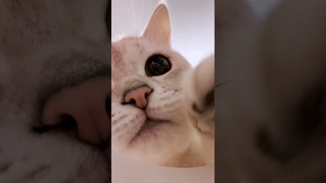 Все котики так делают?