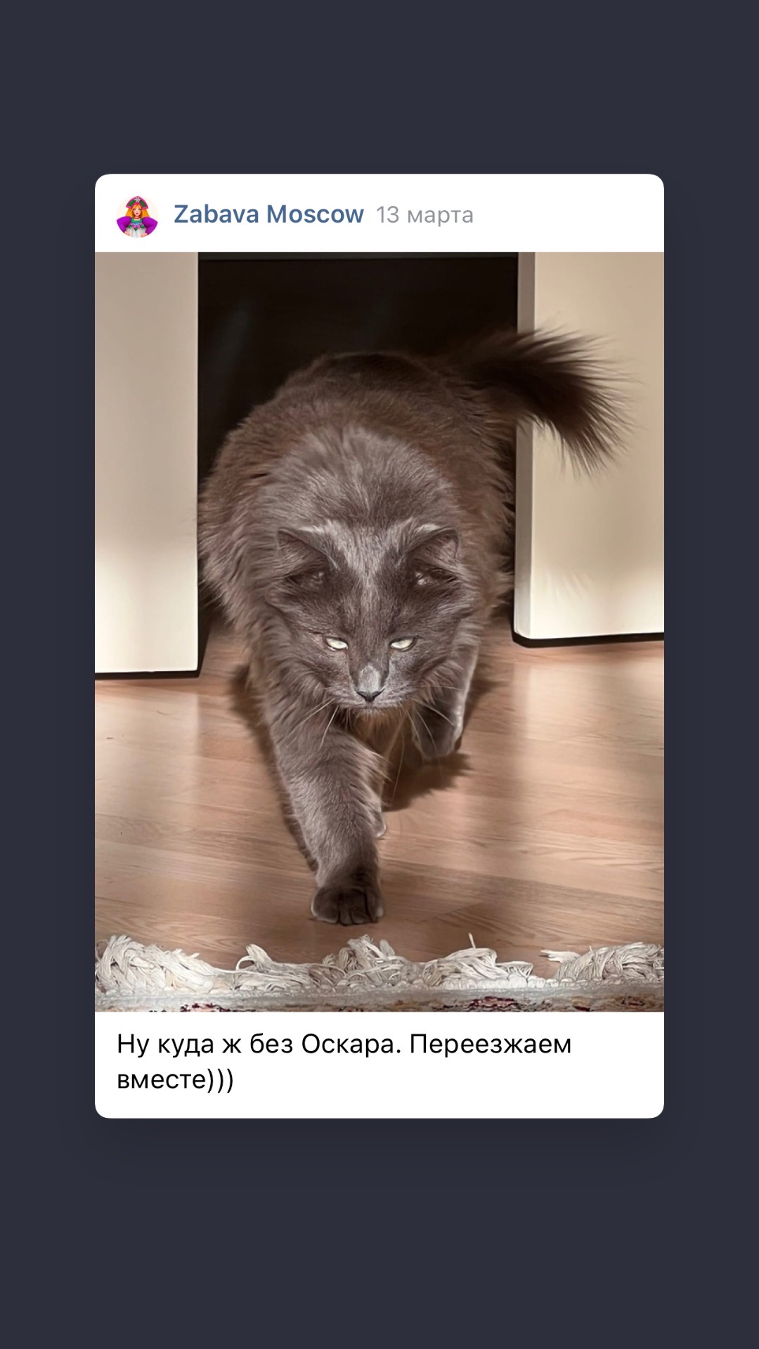 Кот Оскар