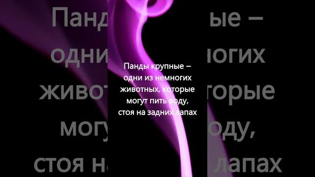 Панды сокровища Китая