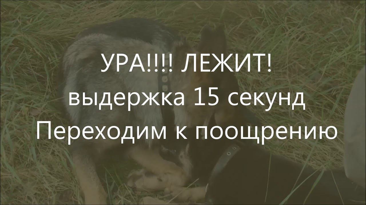 воспитание  щенка (2,5 месяца)