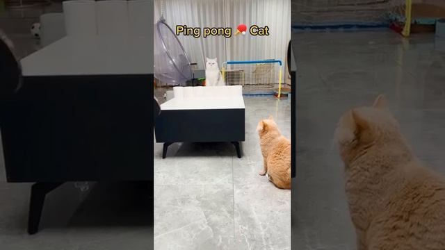 Кот играет в пинг-понг