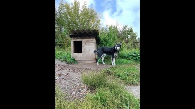 Наш верный пёс.