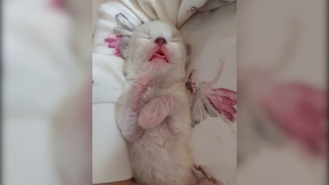 Маленький котенок высунул язык во сне♥♥♥