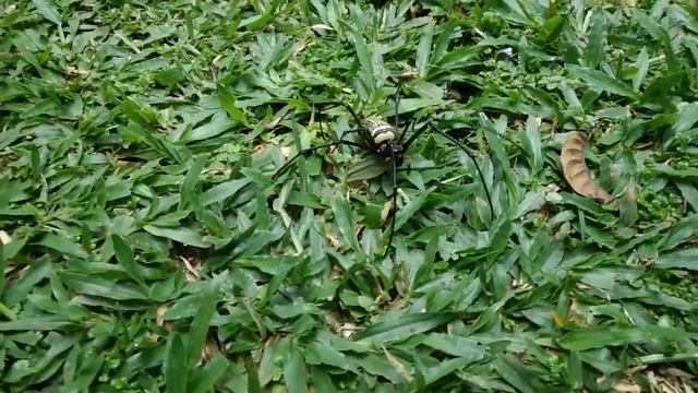 Жуть - очень большой паук часть 2.mp4