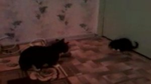 Кот играет с котенком