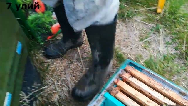 ВЫПУСТИЛИ НА СВОБОДУ  / ПОЧЕМУ У НАС МЁД ЦЕЛЕБНЫЙ