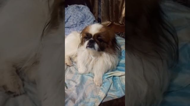 собака