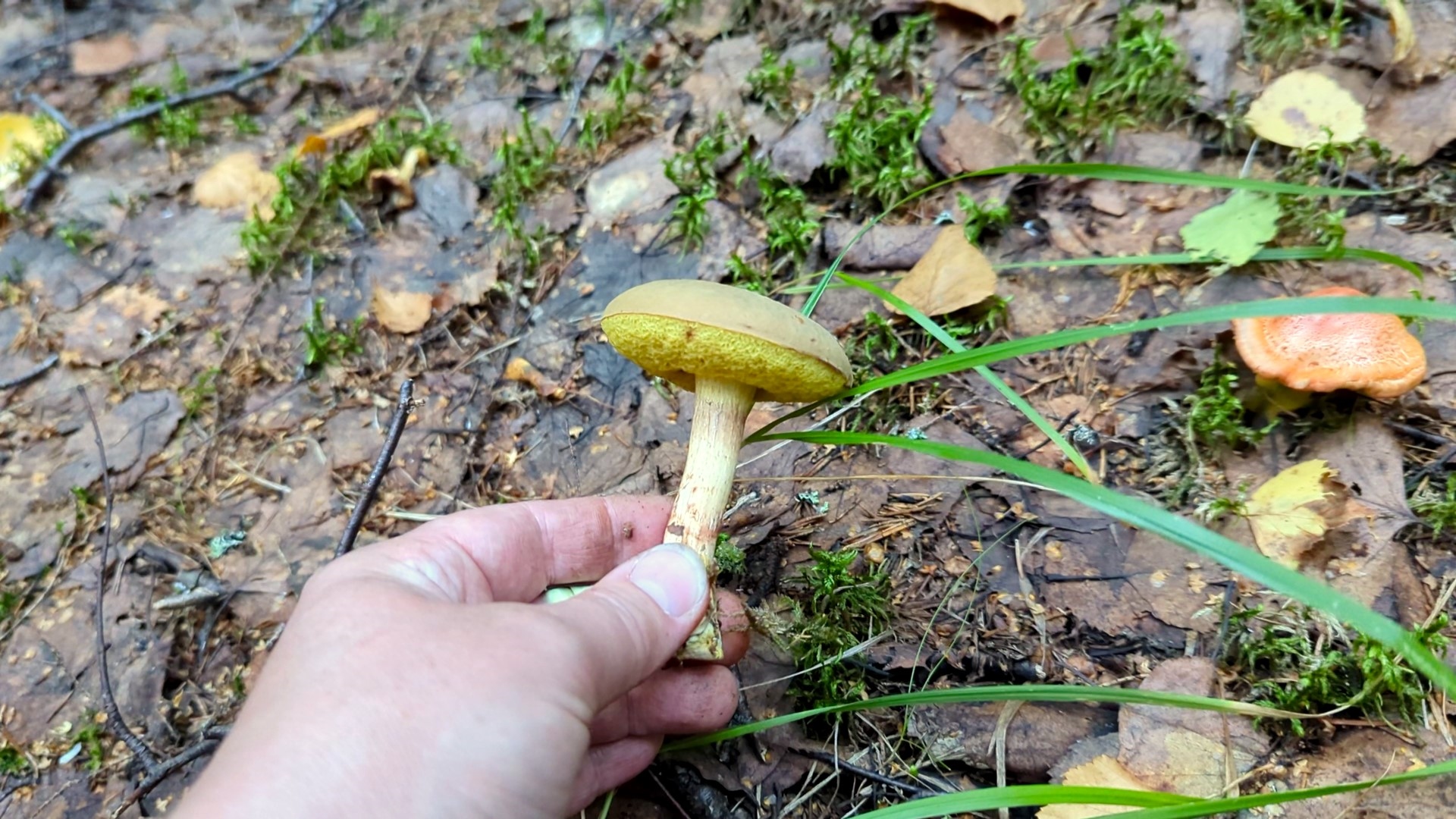 Моховик зелёный (Xerocomus subtomentosus). Как выглядит гриб на месте произрастания.