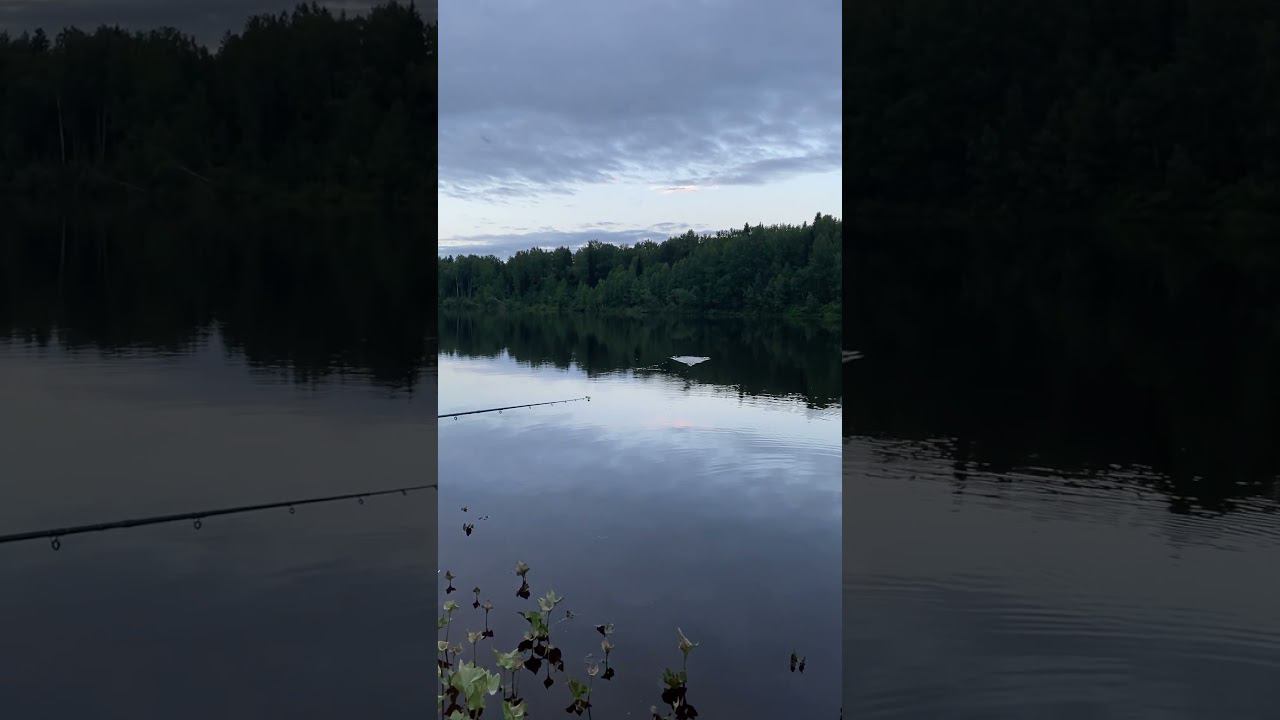 Ловля рыбы на фидер, С ДНЕМ РЫБАКА !!! #shorts #рыбалка #фидер #лещ #язь #рыба  #республикакоми