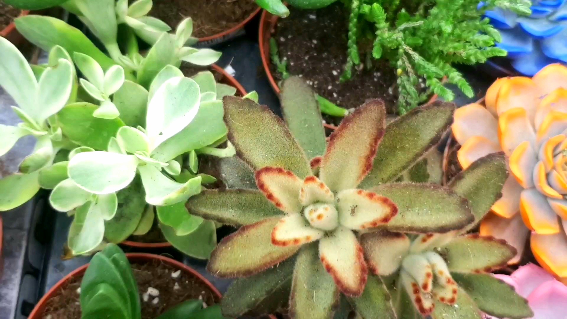 АШАН?ЕСТЬ ИНТЕРЕСНЫЕ ЦВЕТОЧНЫЕ НОВИНКИ?☘?⚘