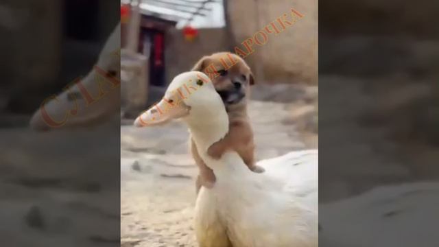 Смешные животные | Твикс