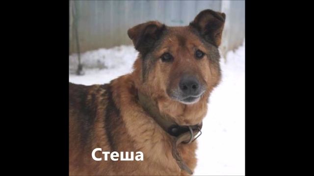 Собаки приюта Кожухово ушли навсегда в 2014 г