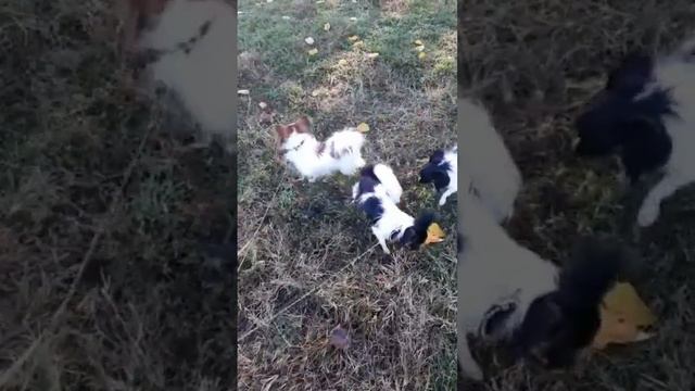 #Папильон #puppy #папийон #питомникпапийонов