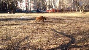Немецкий Боксер