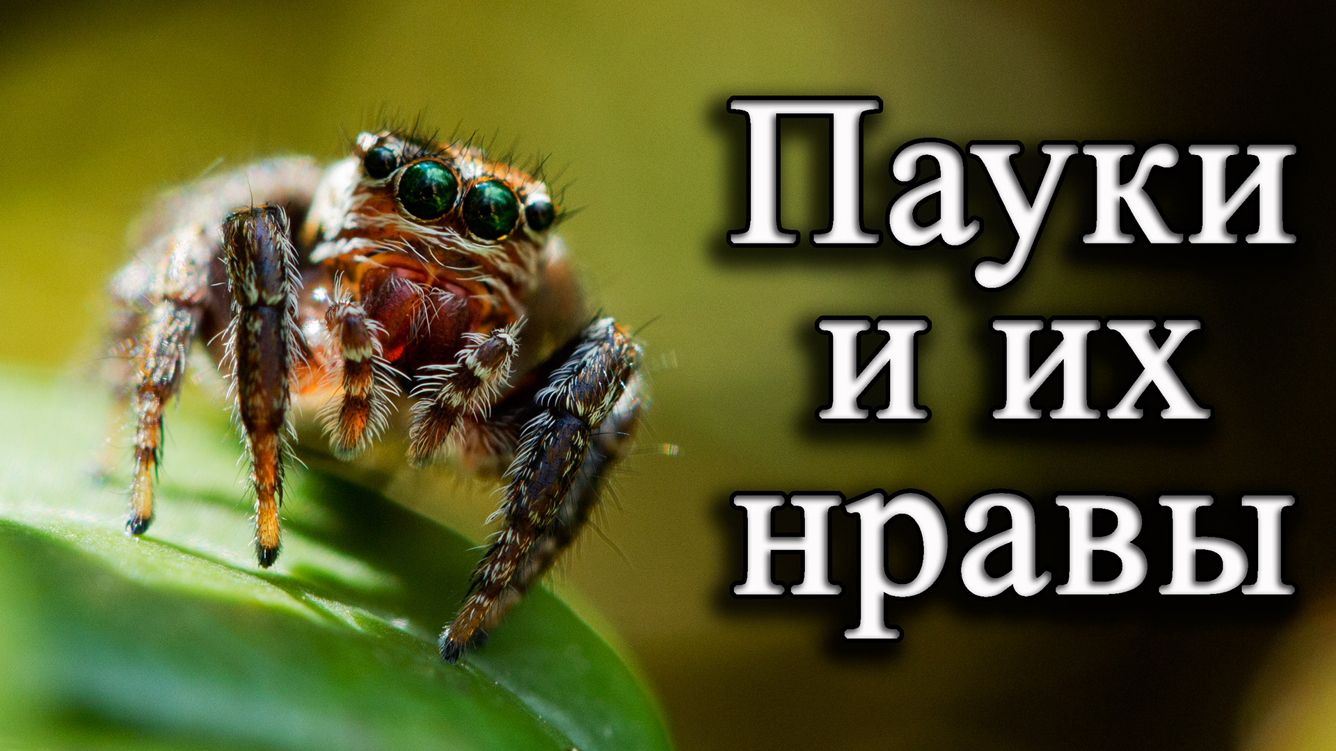 Пауки и их нравы. Фауна Беларуси / Микропланета