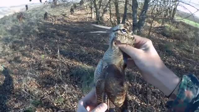 Охота на вальдшнепа с собакой осенью.