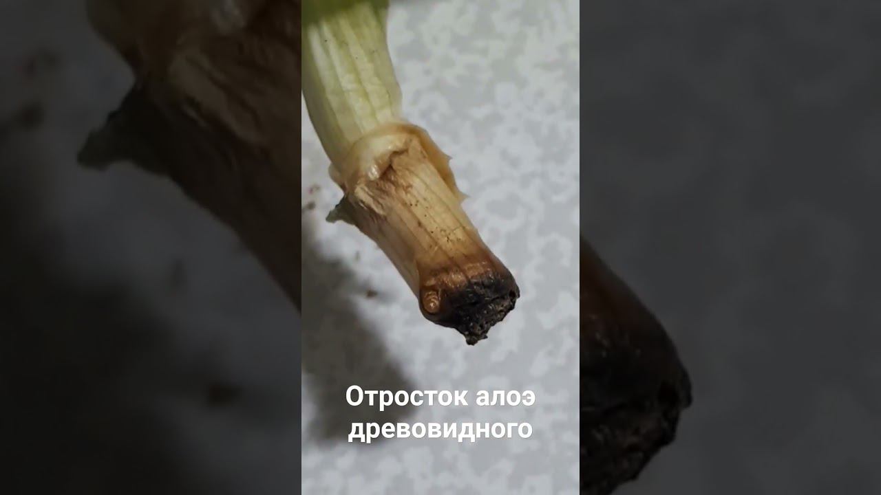 Не спешите выбрасывать погибающий алоэ!