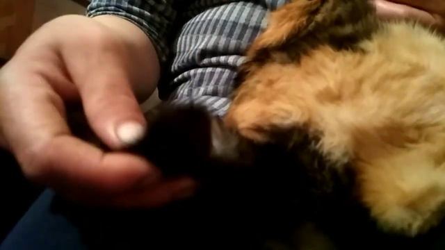 Милая кошечка разбалделась на руках))