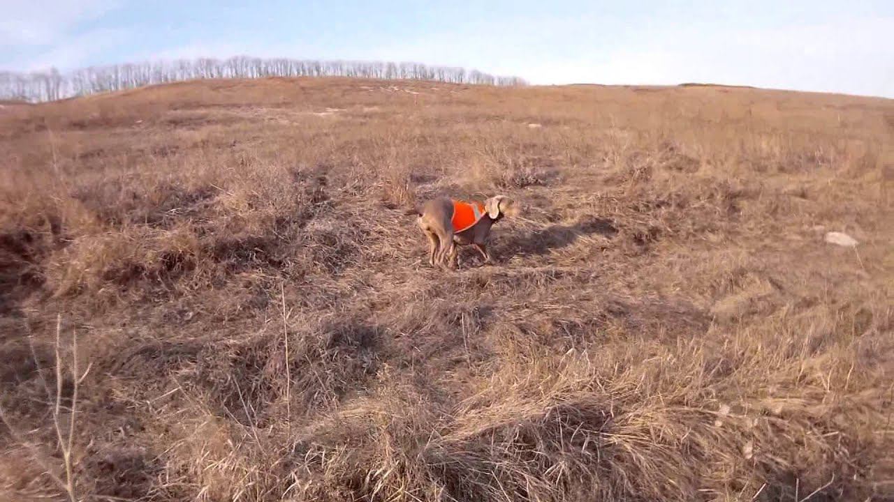 15.03.2015г