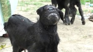 Козлик с одним глазом