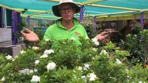 Growing Gardenias