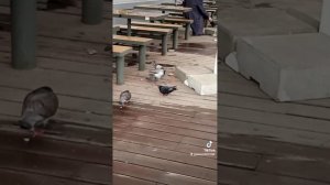 2022-11-09-083827226.mp4